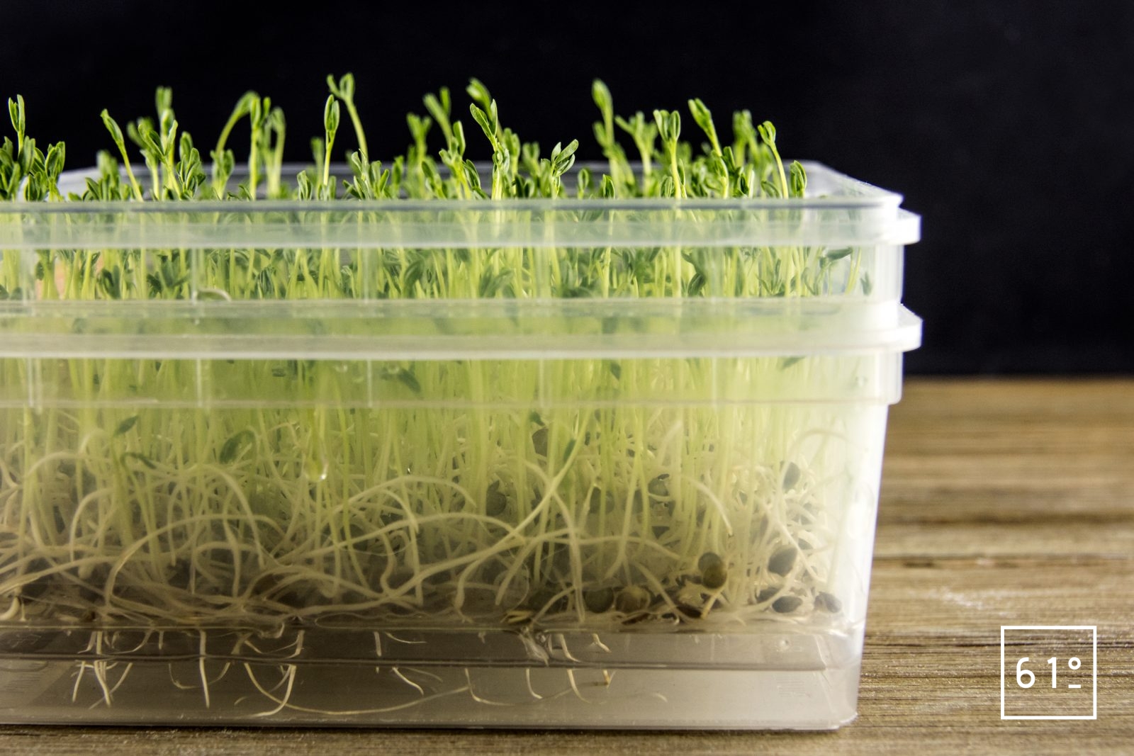 Faire pousser des micro-pousses ou des graines germées | Technique | 61°Degrés